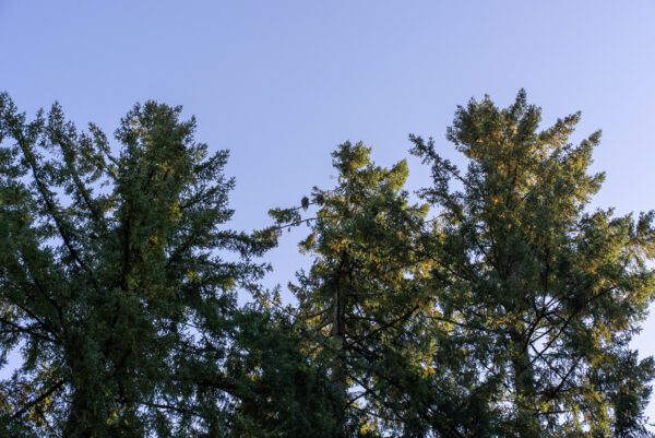 Exploring Portland's Iconic Trees: A Guide to the Most Popular Species ...