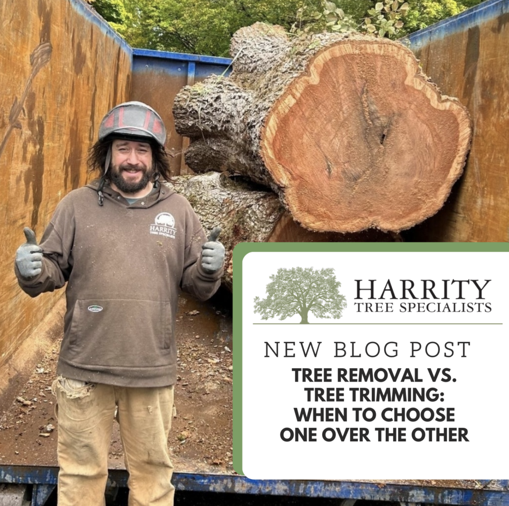 Tree Removal vs. Tree Trimming: When to Choose One Over the Other ...