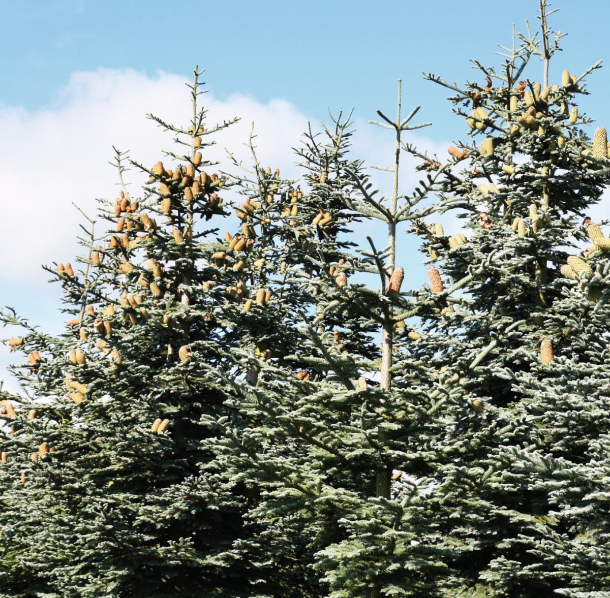 Choosing the Perfect Christmas Tree: A Guide to Pacific Northwest ...
