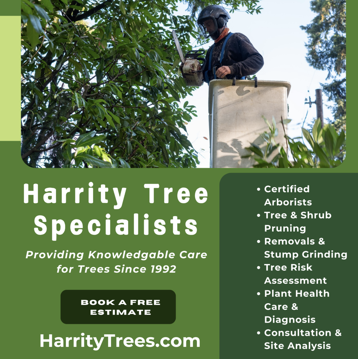 Are your tree branches too close to the power lines? A guide on signs ...