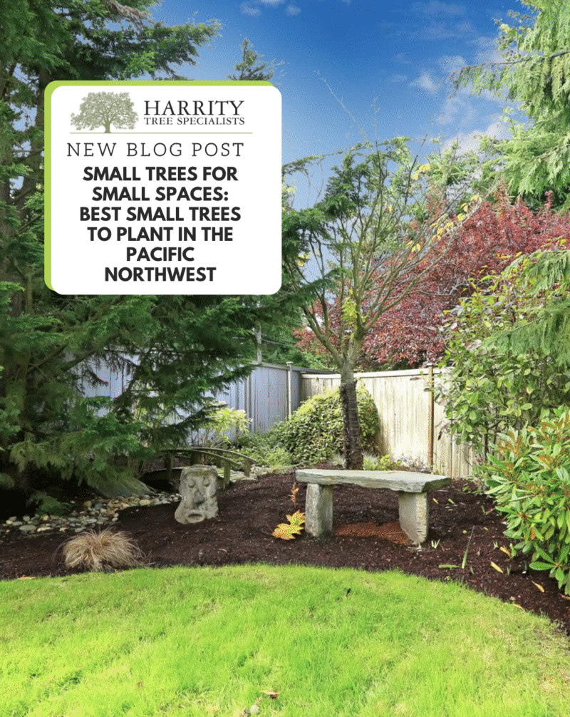 Small Trees for Small Spaces: Best Small Trees to Plant in the Pacific ...