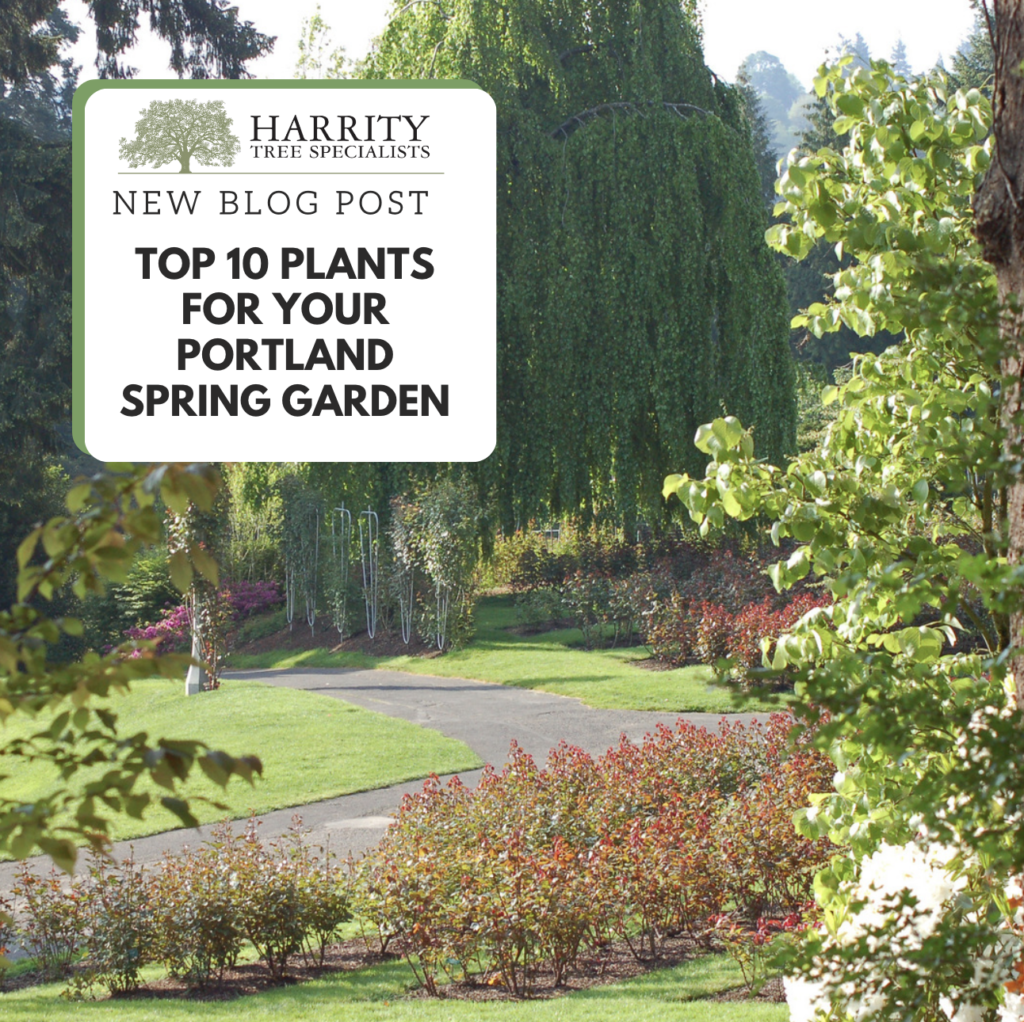 Top 10 Plants for Your Portland Spring Garden | Harrity Tree Specialists
