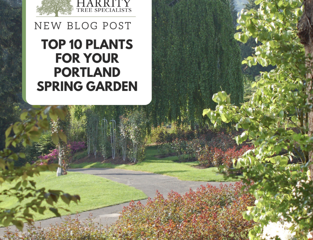 Small Trees for Small Spaces: Best Small Trees to Plant in the Pacific ...